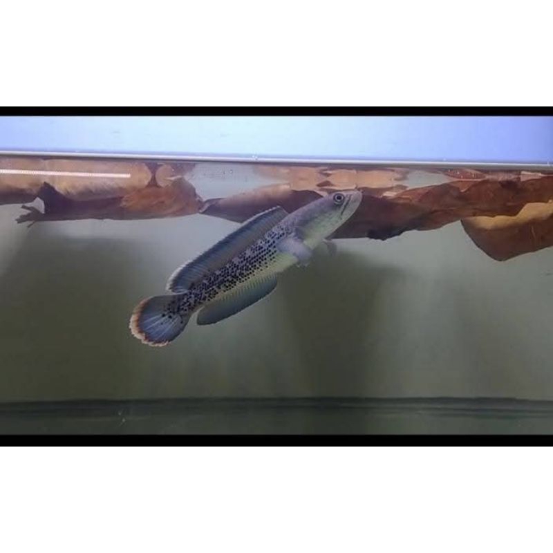 Jual Sticker Channa Stewarti Size 6-7cm Dot Penuh Tebal Gondrong Dan ...