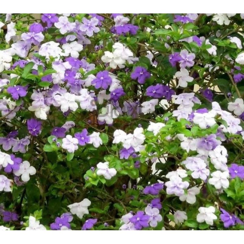 Jual tanaman melati costa - Jasminum officinale | Shopee Indonesia