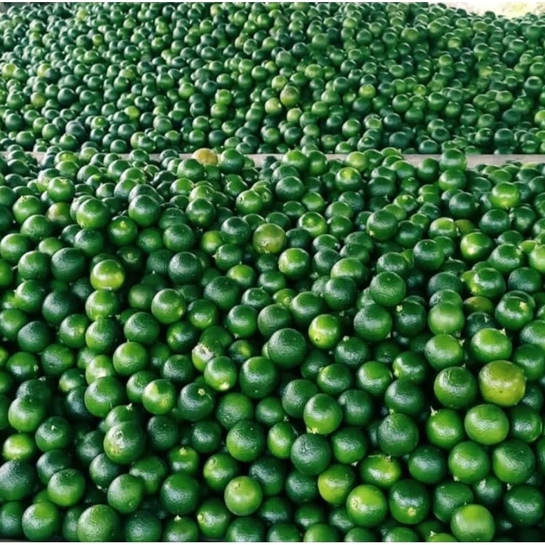 Jual 1kg jeruk songkit atau kasturi/ lemon cui ( ukuran besar/sedang ...