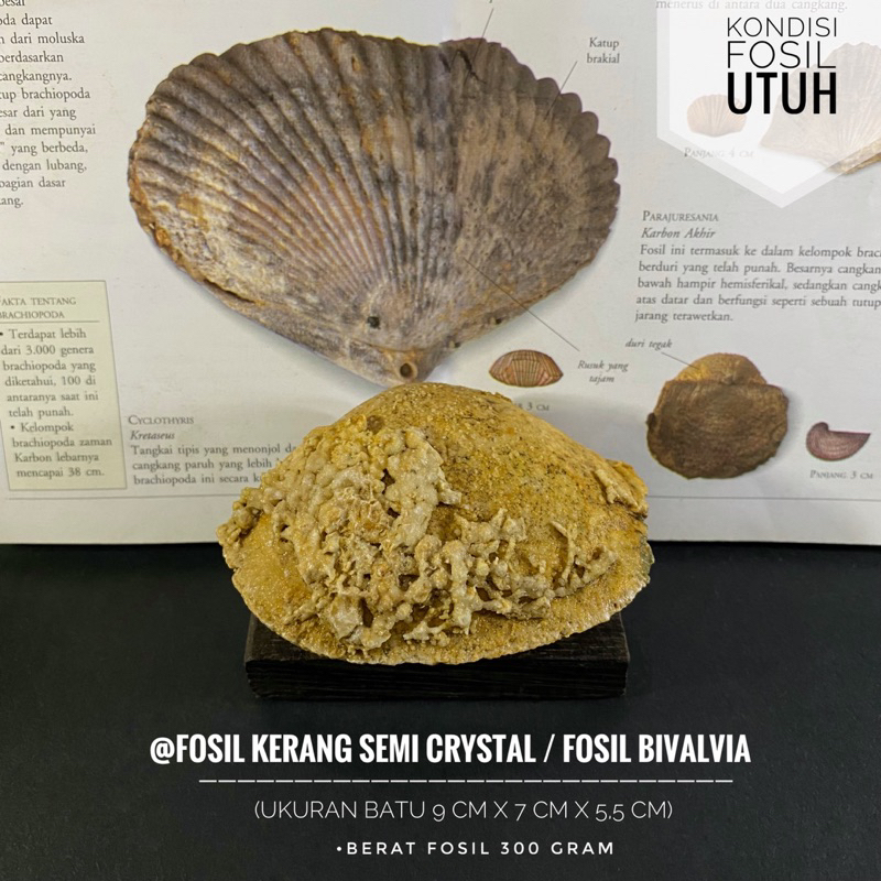 Jual Fosil Kerang Semi Crystal Natural B18 atau Fosil Keong atau Fosil ...