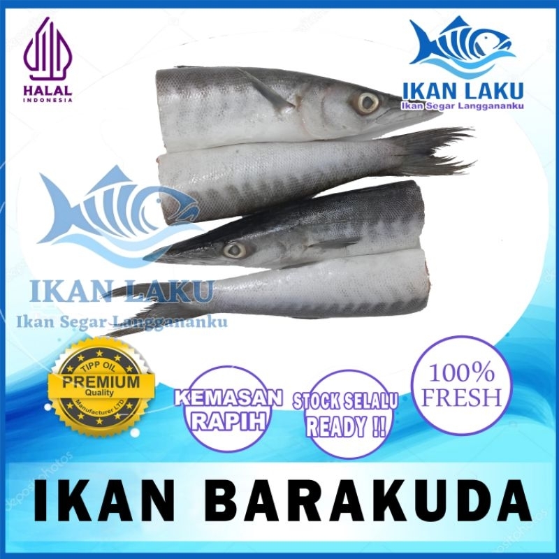 Jual IKAN BARAKUDA | IKAN ALU ALU | IKAN KACANG KACANG PREMIUM FRESH ...