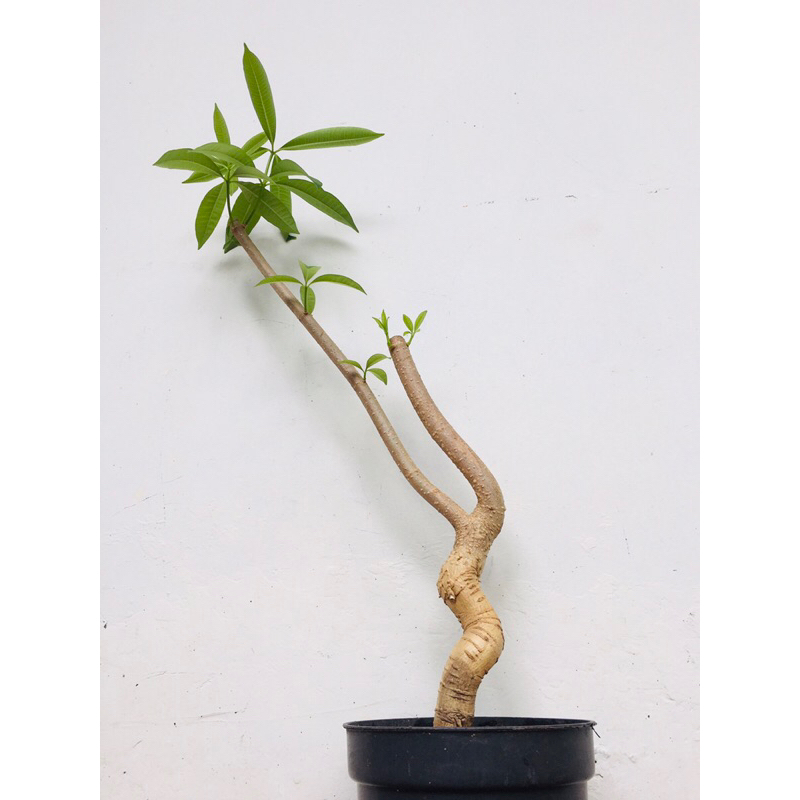 Jual Tanaman Hias / Herbal / Bahan Bonsai Taman Alstonia Scholaris ...