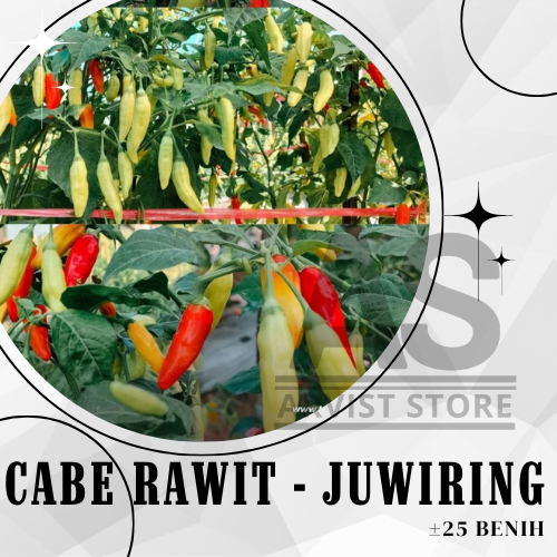 Jual +/- 25 Butir - Cabe Rawit JUWIRING Tunas Agro Bibit Cabai Sayuran ...