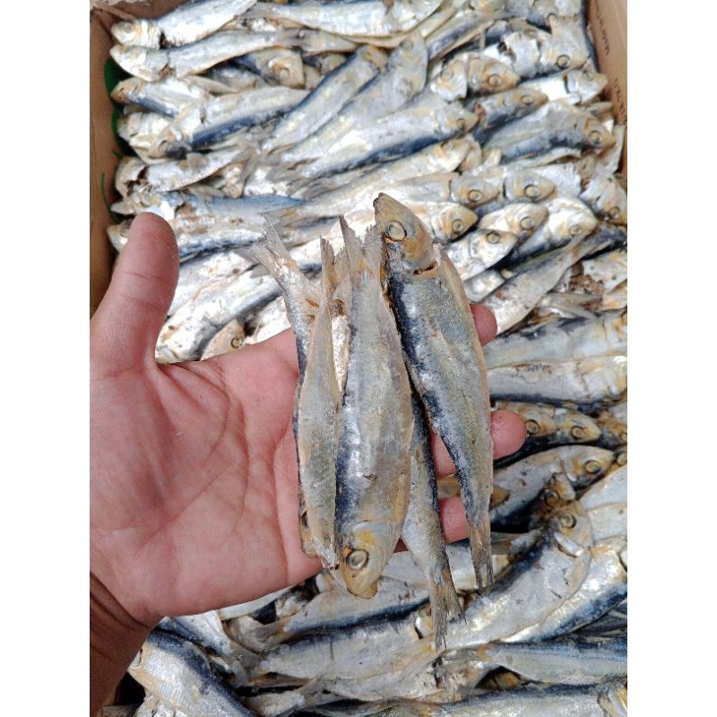 Jual IKAN ASIN TANJAN ATAU TBR REBUS | Shopee Indonesia