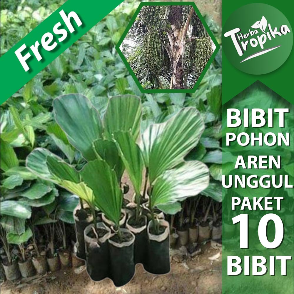 Jual Bibit Pohon Aren Berakar Siap Tanam isi 10 Pohon toko herba ...