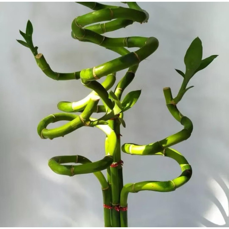 Jual Bunga Lucky Bamboo | Bunga Bambu Hoki Tanaman Hidup Tanpa Pasir ...