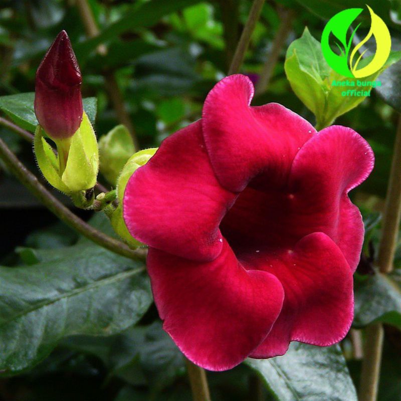 Jual Tanaman bunga Alamanda merah maroon / pohon alamanda bunga merah ...