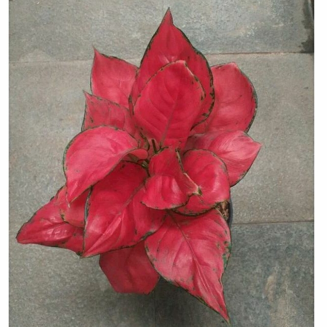 Jual Tanaman Aglonema Red Anja | Shopee Indonesia