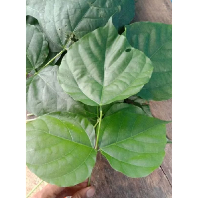 Jual Paketan daun Dadap serep fresh 100 gram(10-13 lembar) | Shopee ...