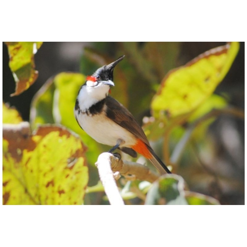 Jual Burung kutilang Malaysia atau merbah jambul rawatan | Shopee Indonesia