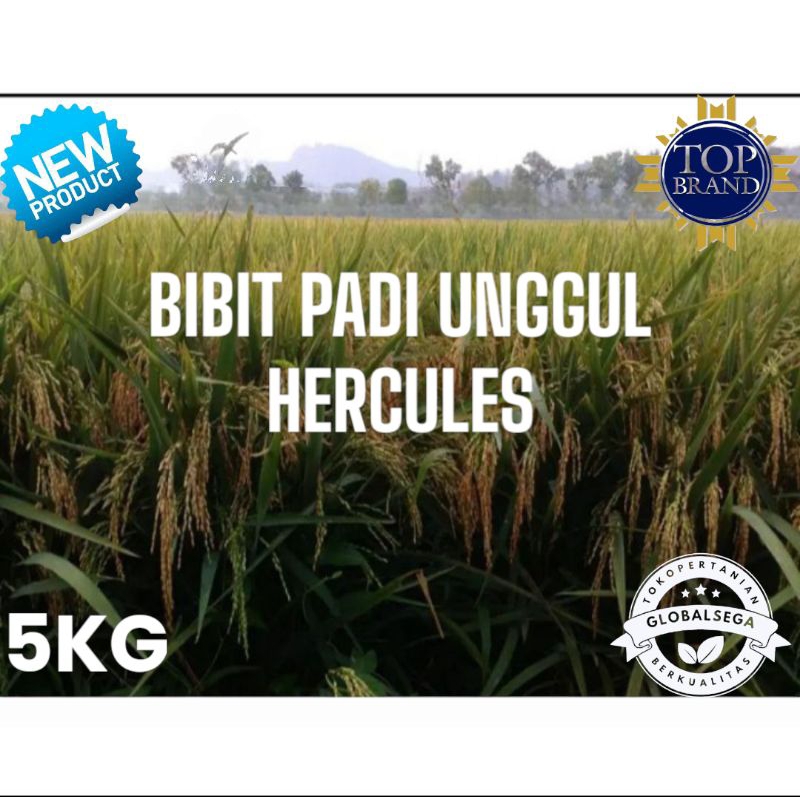 Jual benih padi HERCULES kemasan 5kg bibit padi genjah dan berbobot ...