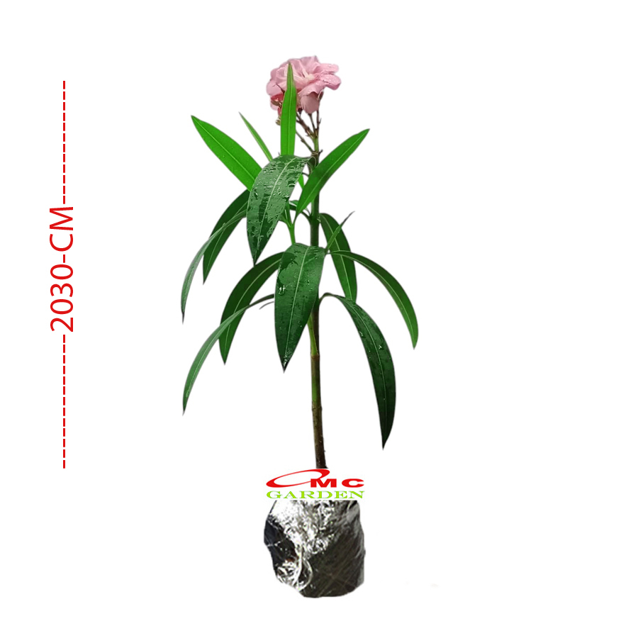 Jual Nerium Oleander Bunga Jepun Jpun Mentega Tanaman Hias Bibit Merah ...