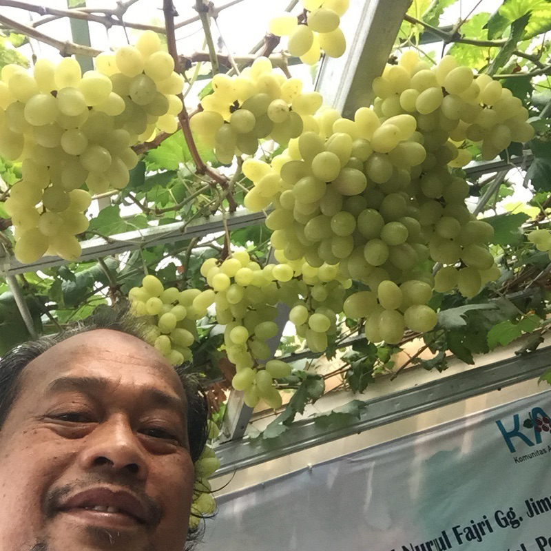 Jual Bibit Anggur Varian Impor Transfiguration - Trans Ponjay by Taman ...