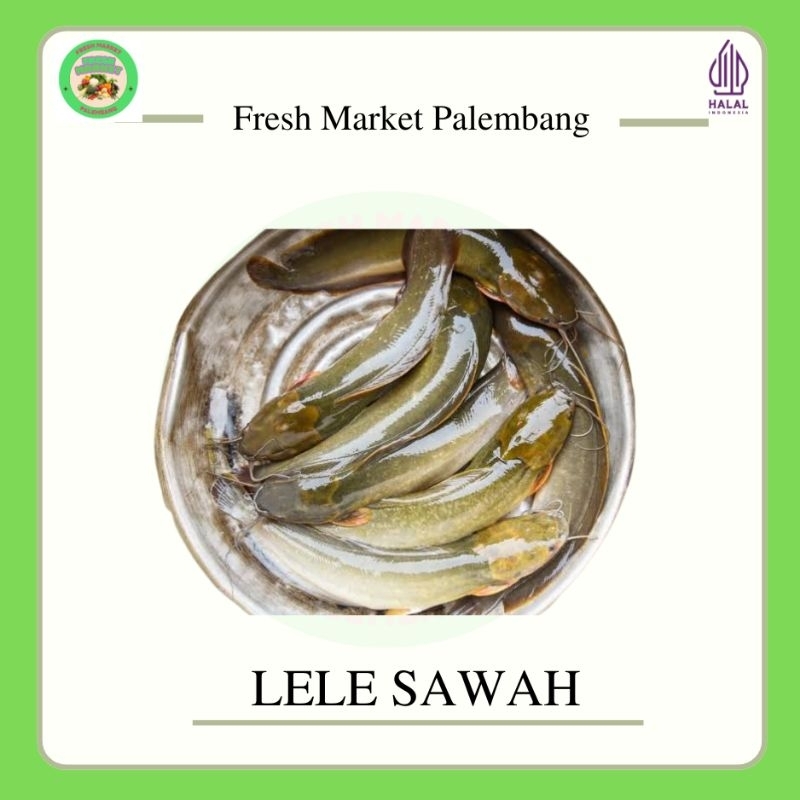 Jual Ikan Lele Sawah -Fresh Market Palembang- | Shopee Indonesia