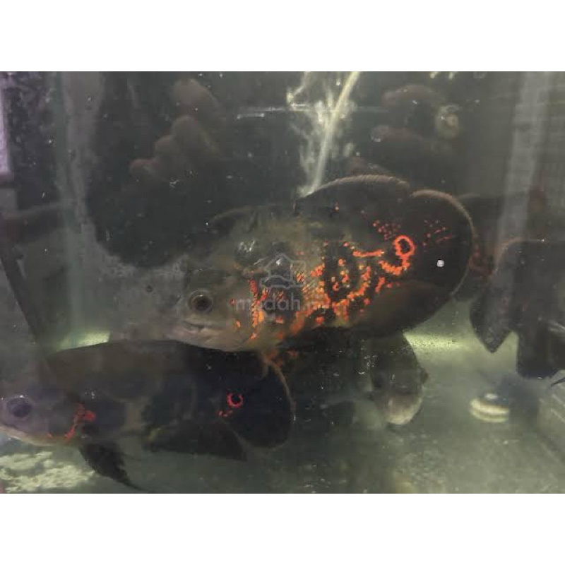 Jual patung oscar batik tembaga | Shopee Indonesia