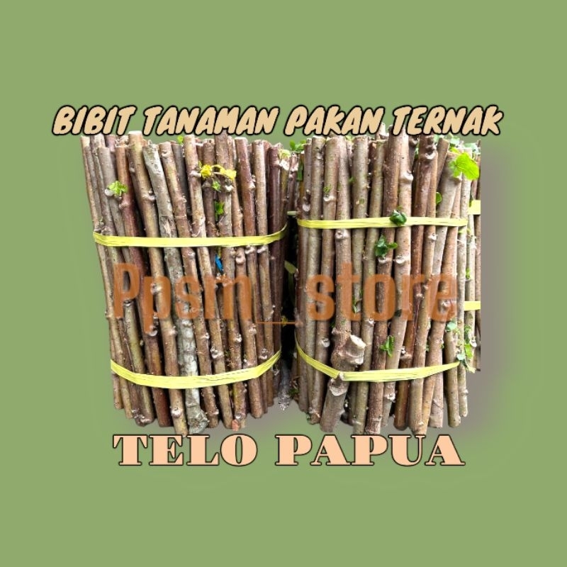 Jual BIBIT TELO PAPUA TUA PAKET PER KG | Shopee Indonesia