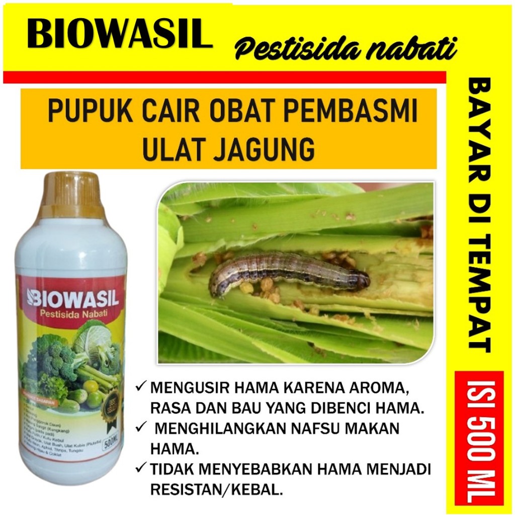 Jual Pupuk Pengendali Hama Ulat Jagung Paling Ampuh BIOWASIL Membasmi ...