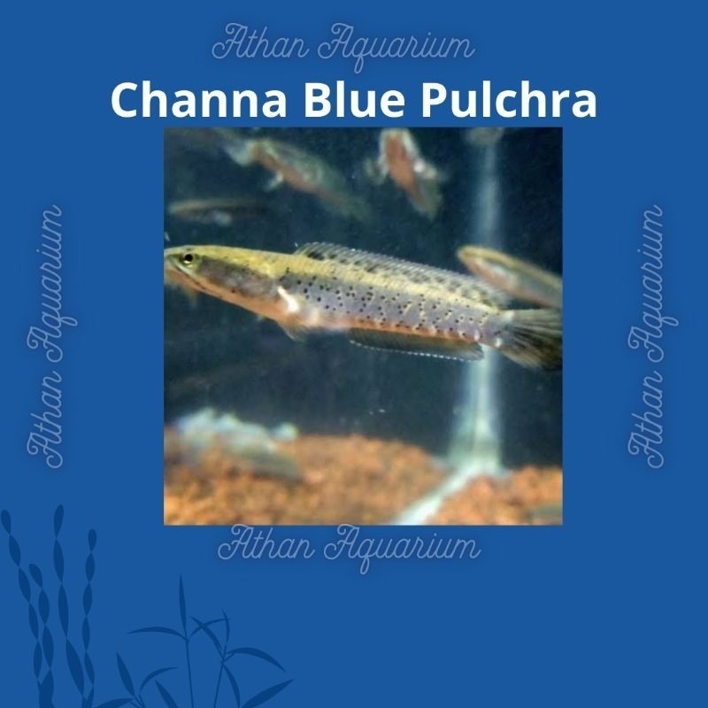 Jual Channa Blue Pulchra uk 9-10cm | Shopee Indonesia