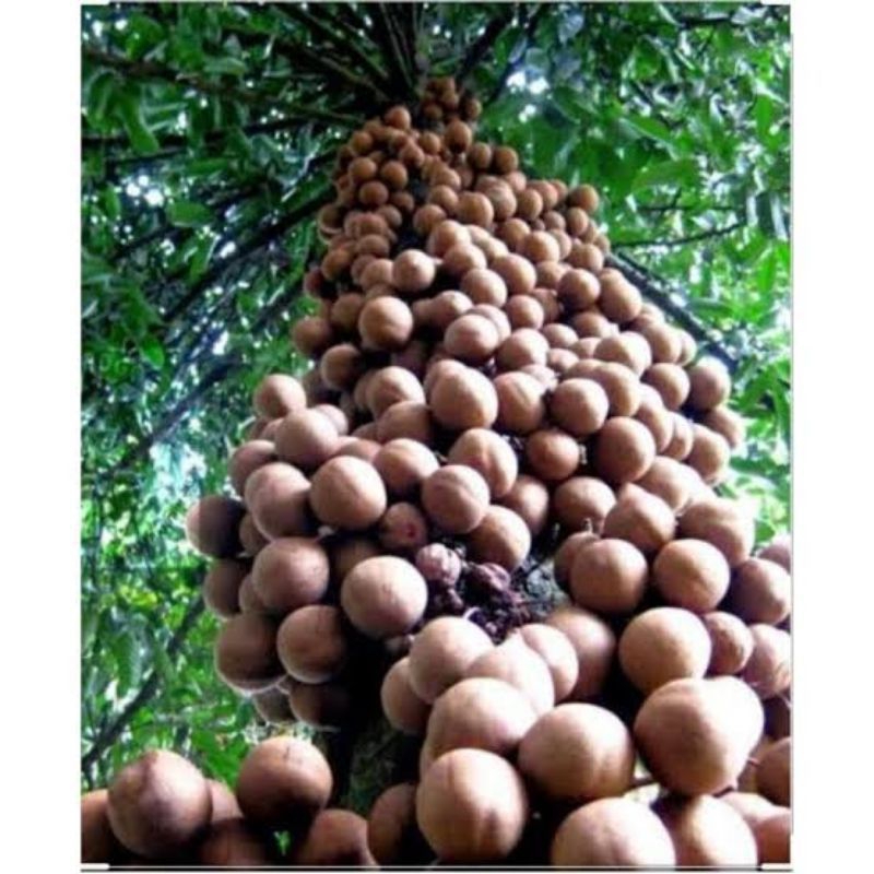 Jual BUAH KEPEL ( Stelechocarpus Burahol) | Shopee Indonesia
