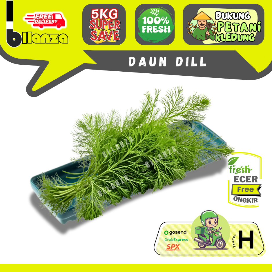 Jual Bllanzanow | Daun Dill — Sayur Gunung ECER | Shopee Indonesia