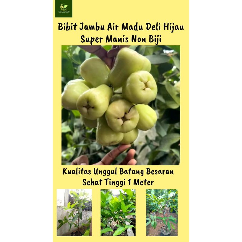 Jual Bibit Buah Jambu Air Madu Deli Hijau Tanpa Biji Ukuran 90 Cm - 1 ...