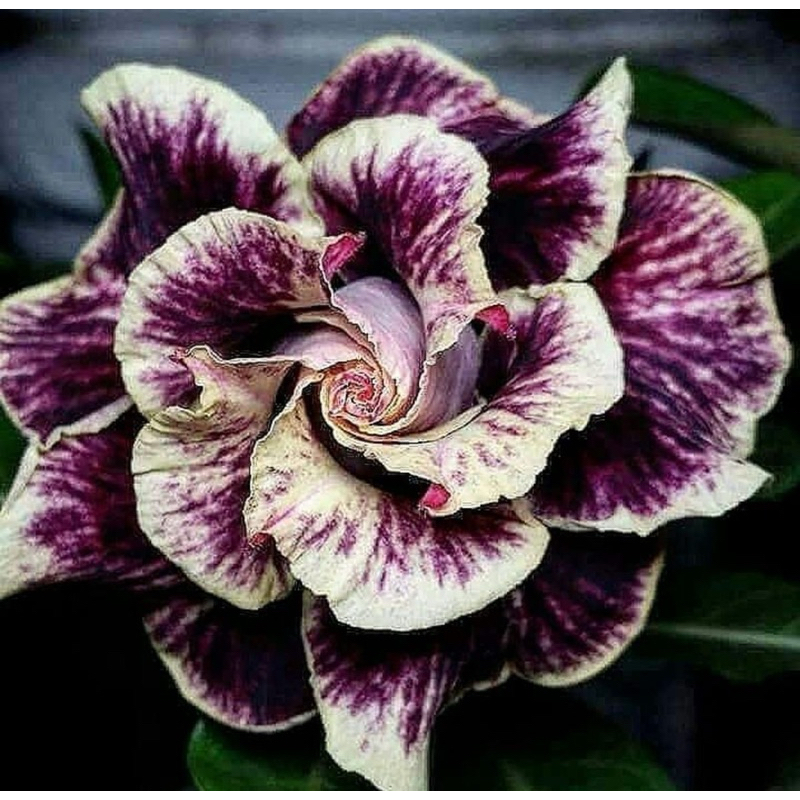 Jual Termurah Bibit Adenium Bunga Tumpuk Bonsai Mini Adenium Id Triple