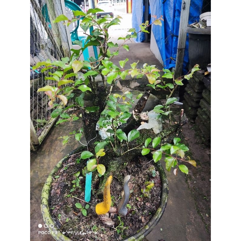 Jual Bahan bonsai rukem daun micro bonggol besar kode 07 siap proses ...