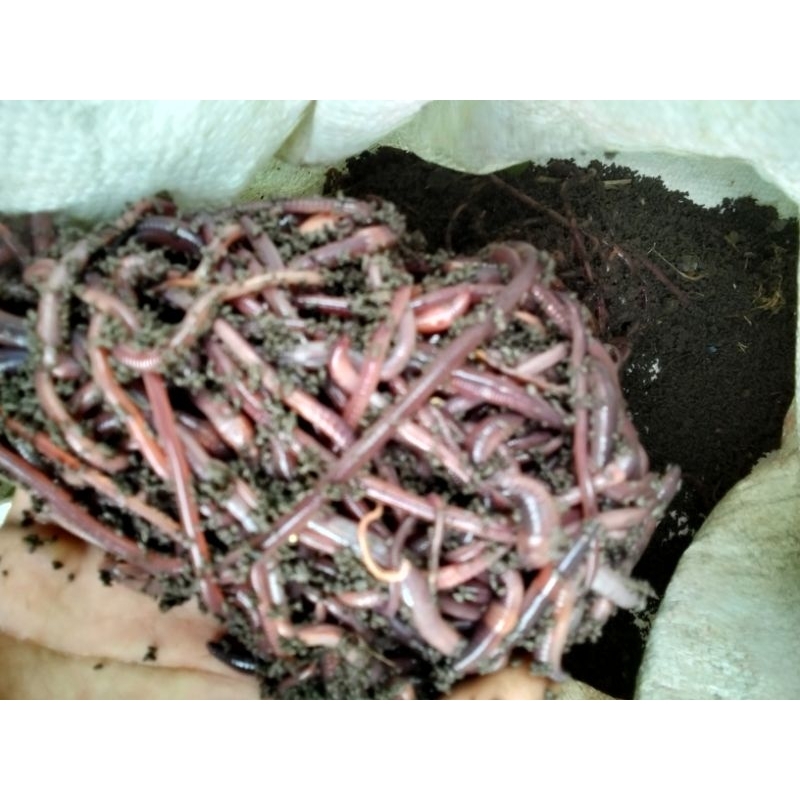 Jual Cacing ANC | Cacing Merah Hasil Alam | Shopee Indonesia