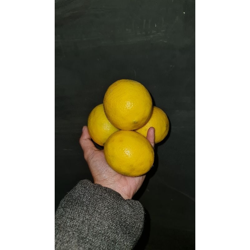 Jual Jeruk Lemon California Kuning Segar super 500gram | Shopee Indonesia