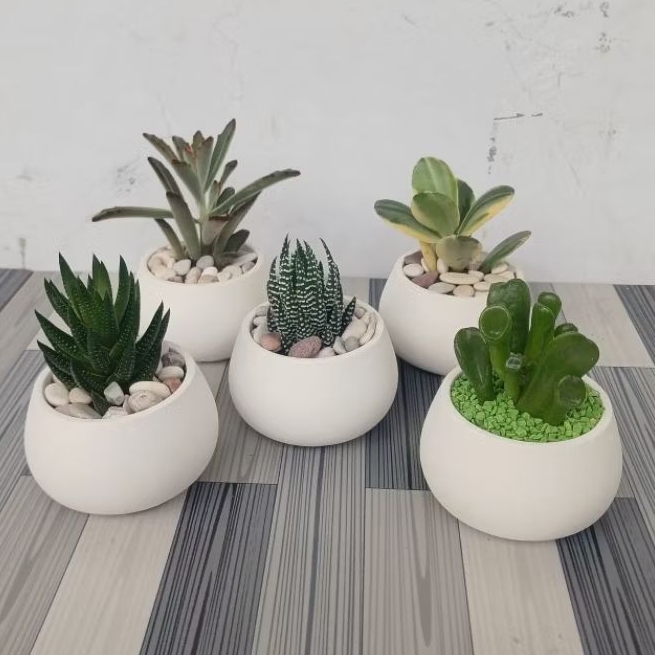 Jual Paket Kaktus POT GEMOI lengkap dengan media tanam dan batu hias ...