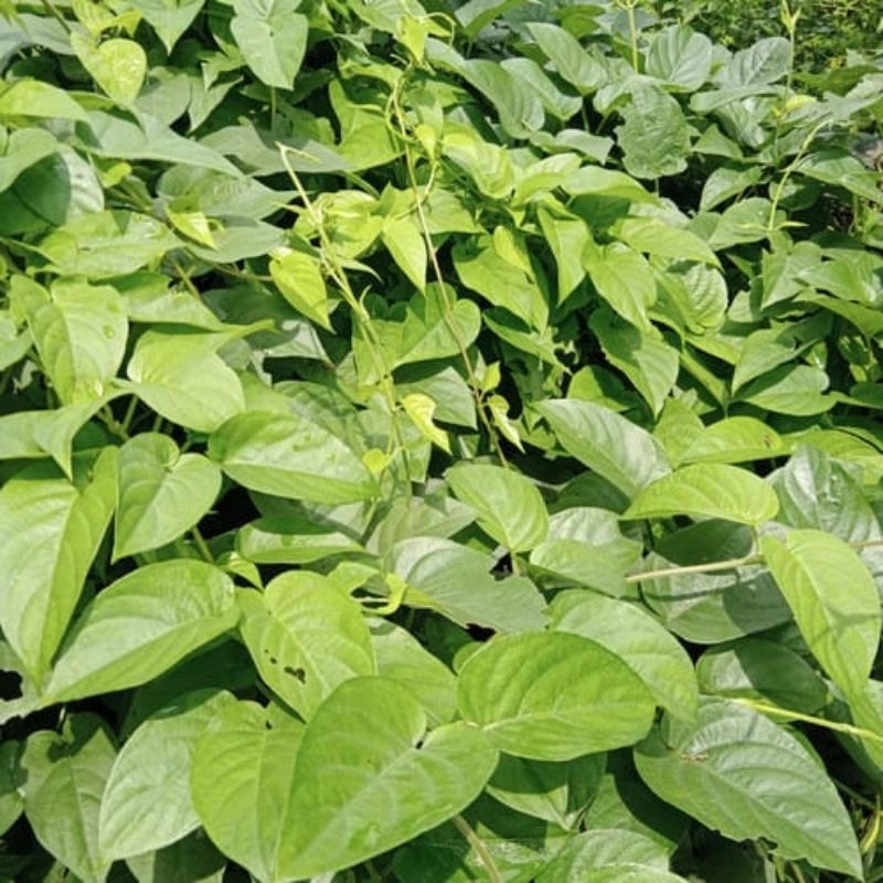Jual 250 gram daun sembukan,daun kentutan, tanaman herbal kentut ...