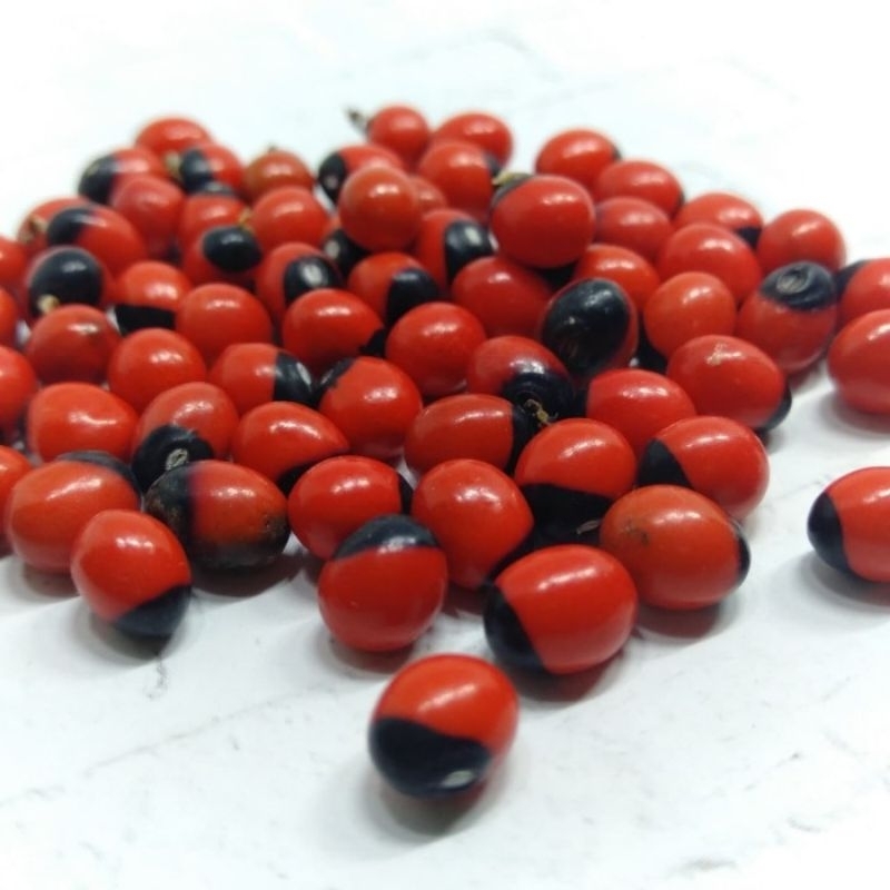 Jual 25 biji saga rambat, benih saga, bibit tanaman saga, tanaman sogok ...