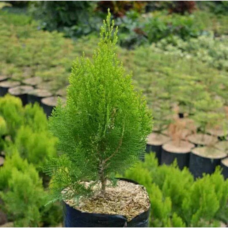 Jual Tanaman hias bunga Cemara kipas | Shopee Indonesia