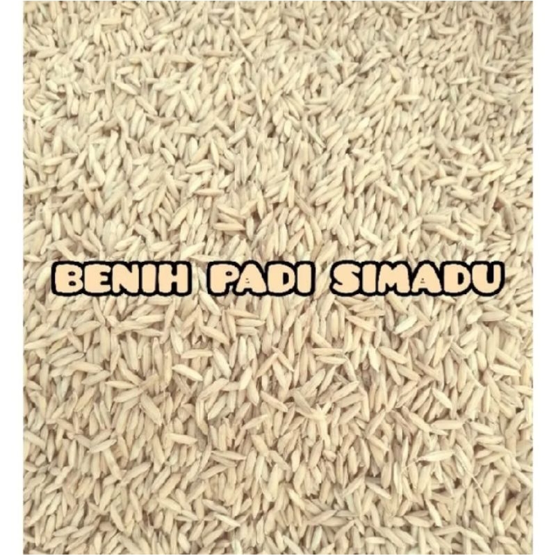 Jual BENIH PADI SIMADU SUPER GENJAH UNGGUL BERKUALITAS ORIGINAL 1KG | Shopee Indonesia