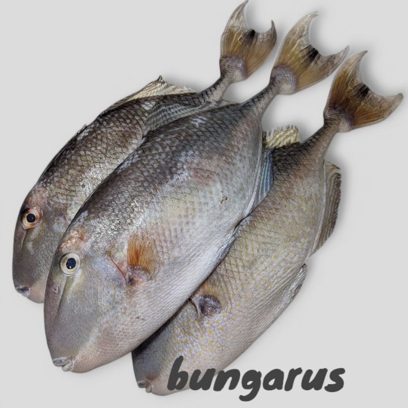 Jual Ikan Ayam Ayam Segar Etong Fish Frozen Kambing Kambing Seafood ...