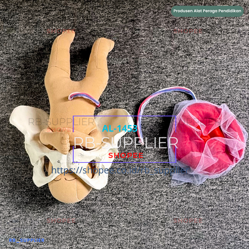 Jual Paket Lengkap Model Tulang Rangka Panggul Wanita + Bayi dan ...