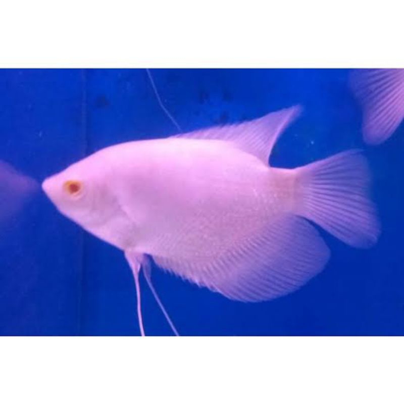 Jual Dekorasi GURAMI PADANG Hiasan Aquarium (KHUSUS INSTAN) | Shopee ...