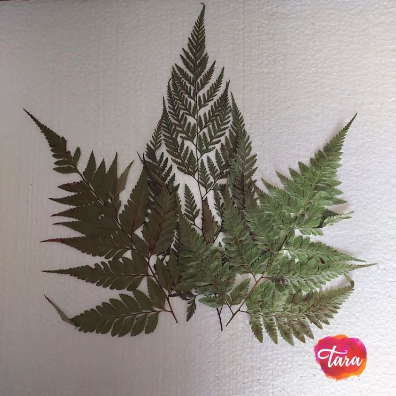 Jual Daun Pakis Kering Alami untuk Bucket Bunga,Kolase, Art /Natural ...