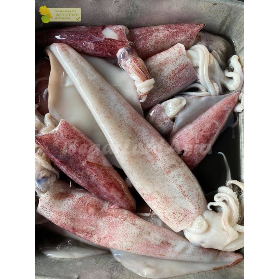Jual Cumi Segar Cumi Basah Cumi 1Kg Cumi Jumbo Segar Cumi Besar Cumi ...