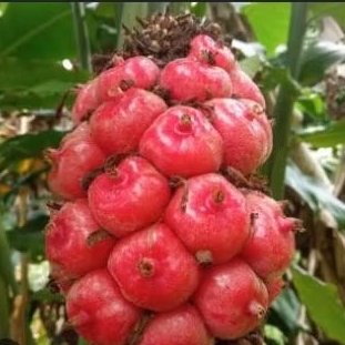 Jual Buah honje /buah kecombrang fresh segar 1kg | Shopee Indonesia