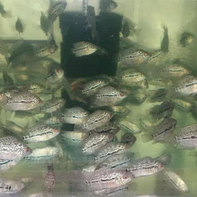 Jual Burayak Louhan srd Super Red Dragon / Anakan ikan lohan srd 2-3CM ...