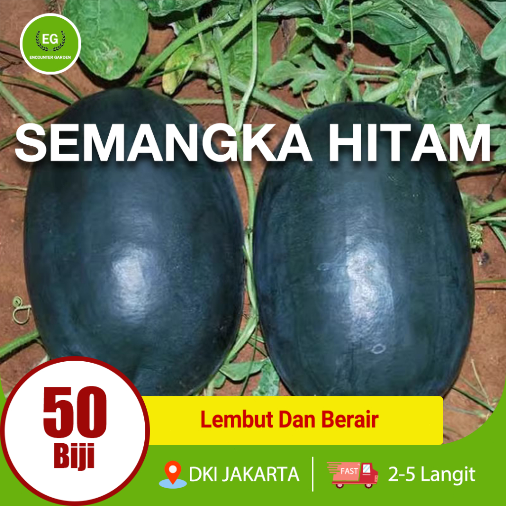 Jual Bibit Semangka Hitam Manis Indonesia (Tahan Lembab & Hasil Tinggi ...