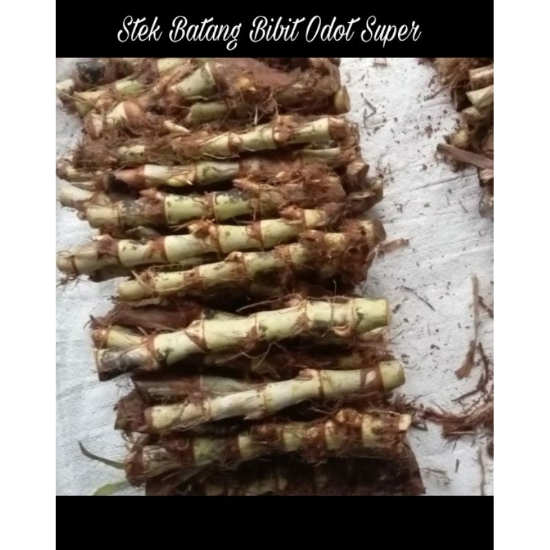 Jual Stek Batang Bibit Rumput Odot Super Pakan Ternak 1 kg | Shopee ...