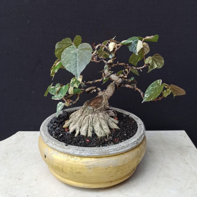 Jual bibit bonsa waru parigata | Shopee Indonesia
