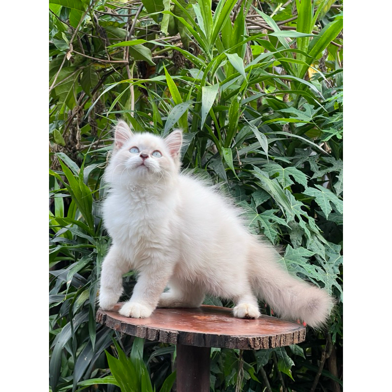 Jual Kucing Himalaya ragdoll jatan | Shopee Indonesia