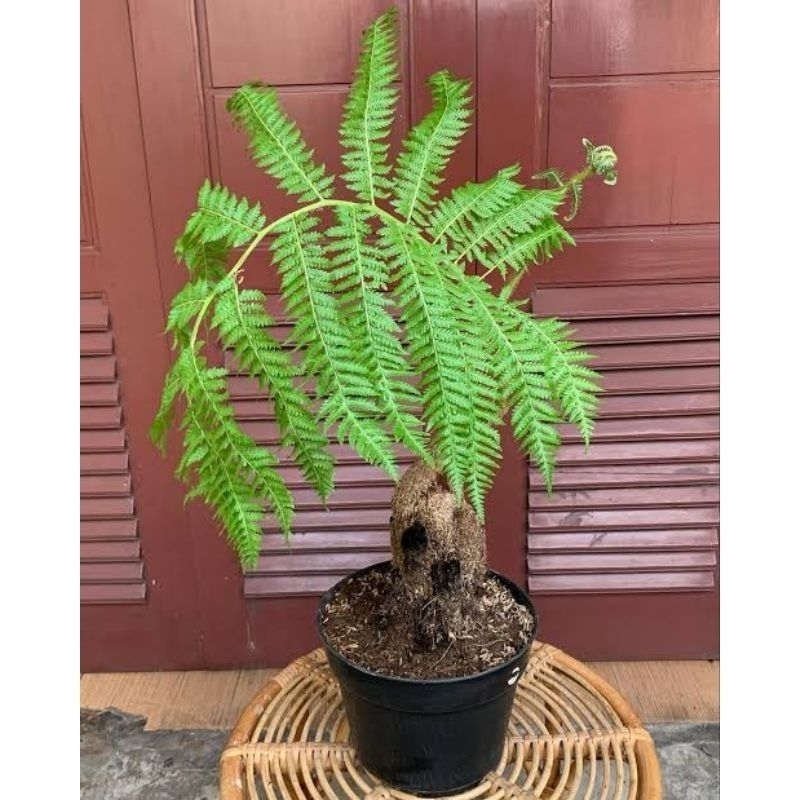 Jual KEBUN DIMAS-bibit tanaman pakis paku tiang siap tanam (bongol ...