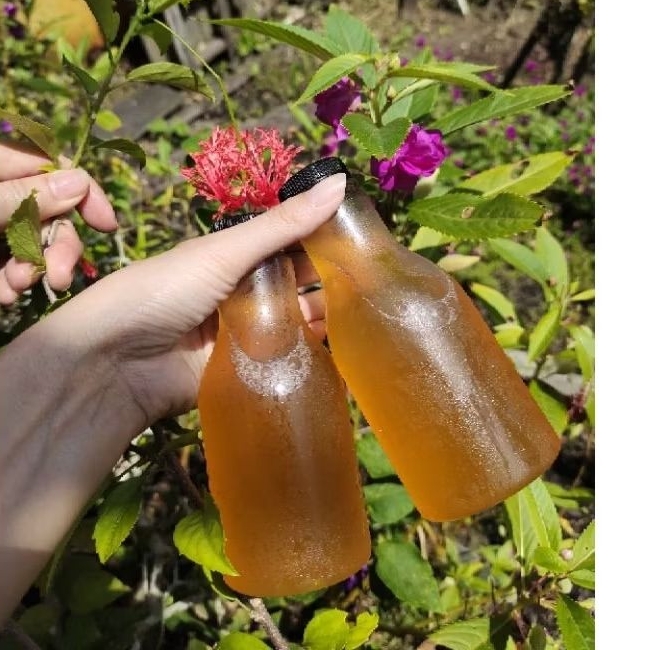Jual PROMO KOMBUCHA ORIGINAL 2 BOTOL @250ML (SIAP DIMINUM) / READY ...