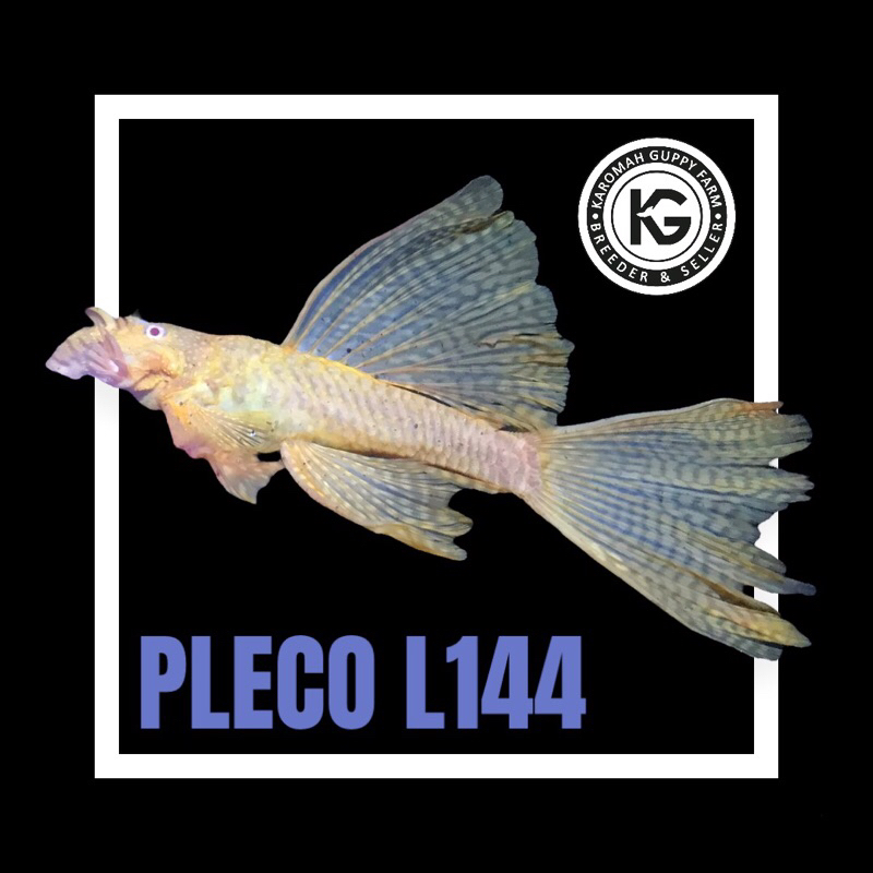 Jual Pleco L144 Slayer Pembersih Lumut Kaca Aquarium | Shopee Indonesia
