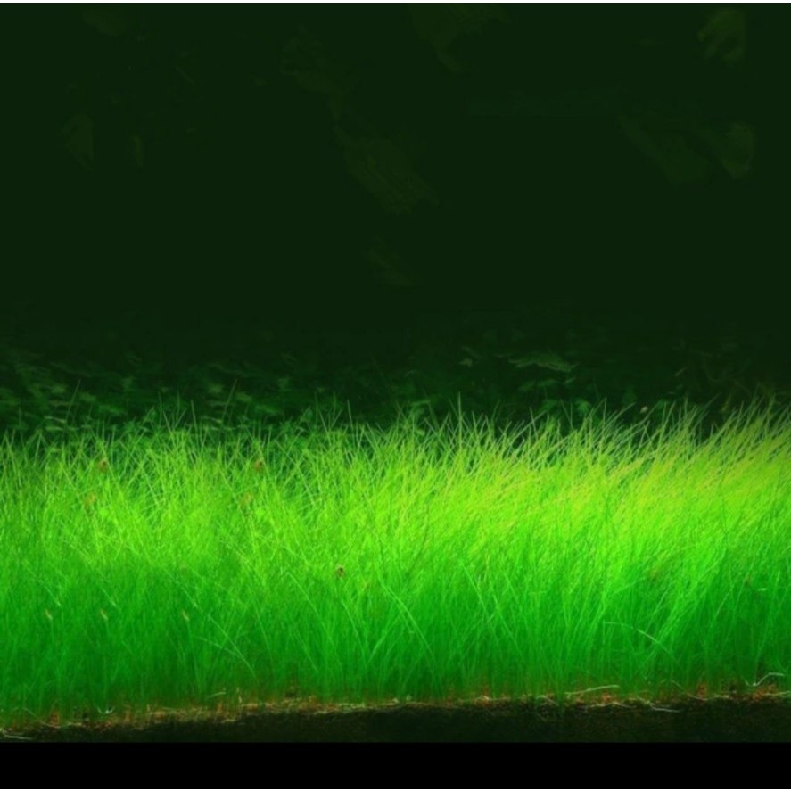 Jual Weteng Biji Benih Red Lucky Coin Heart-Shape Big Small Cow Love ...