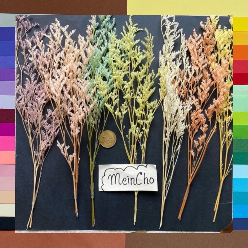Jual (2 tangkai/5gr) Bunga Kering Caspea Dried Flower Limonium ...
